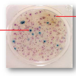 Arrow Scientific Compact Dry E. coli and Coliforms plates