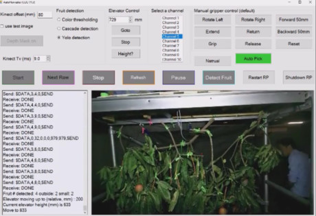 Mango auto harvester in action