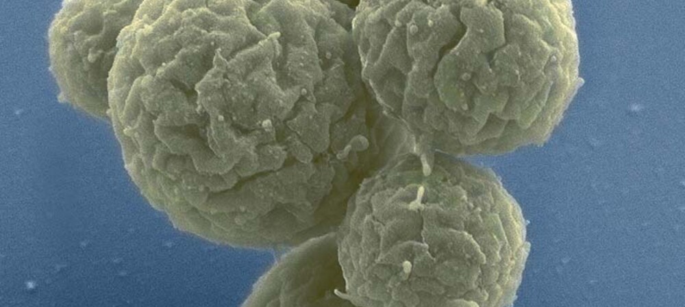 Lab + Life Scientist | News, updates and innovations in research, life ...